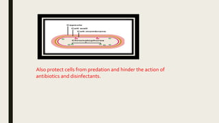 Prokaryotic cell | PPTX