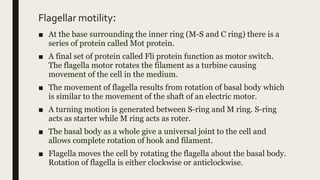 Prokaryotic cell | PPTX