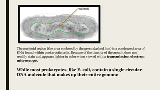 Prokaryotic cell | PPTX