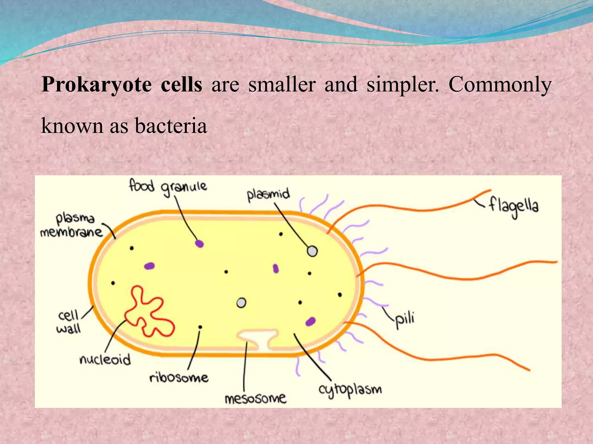 Prokaryotic cell | PPTX | Biological Sciences | Science