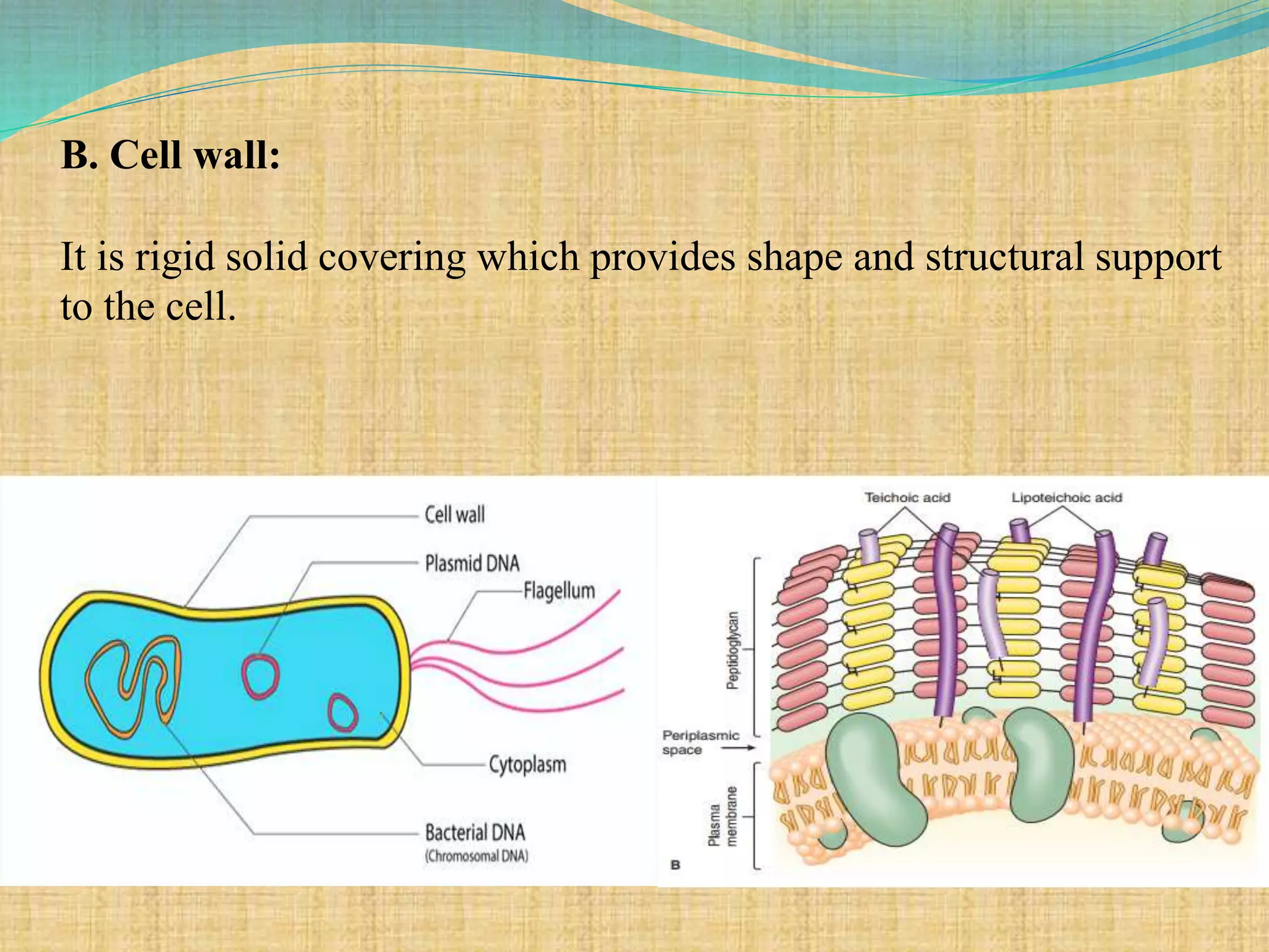 Prokaryotic cell | PPTX | Biological Sciences | Science