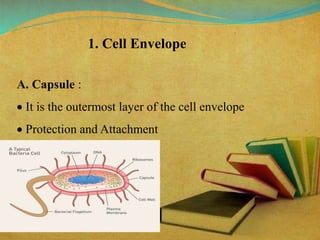 Prokaryotic cell | PPTX | Biological Sciences | Science