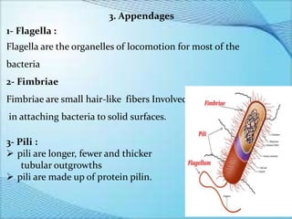 Prokaryotic cell | PPTX | Biological Sciences | Science