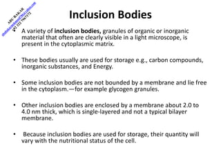 Prokaryotic cell | PPT