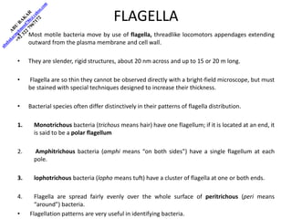 Prokaryotic cell | PPT