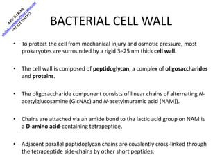 Prokaryotic cell | PPTX