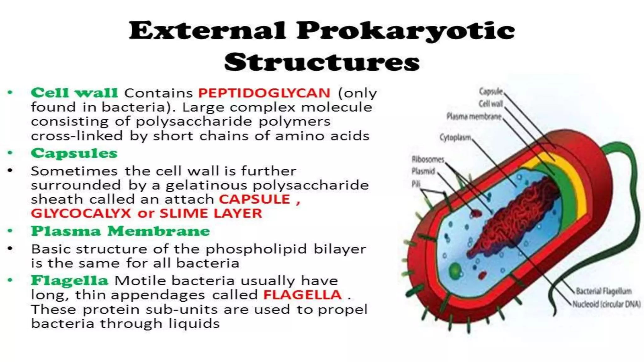 Prokaryotic cell ppt | PPTX