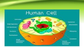 Prokaryotic cell ppt | PPTX