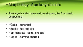 Prokaryotic cell ppt | PPTX