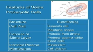 Prokaryotic cell ppt | PPTX