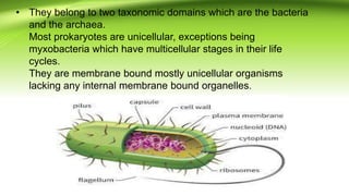 Prokaryotic cell ppt | PPT