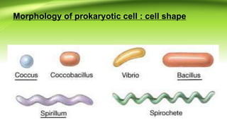 Prokaryotic cell ppt | PPT