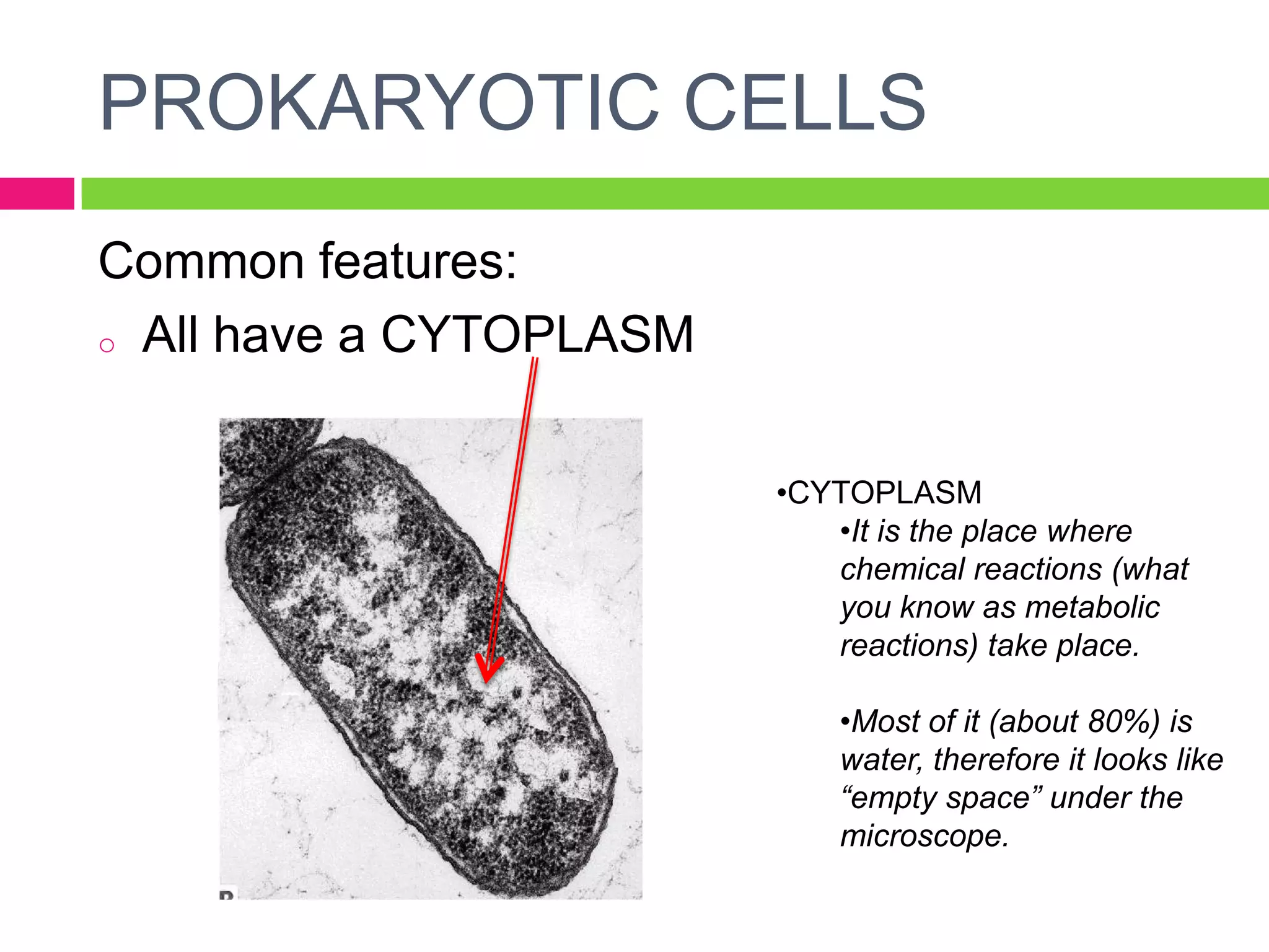 Prokaryotic cells structure | PPTX