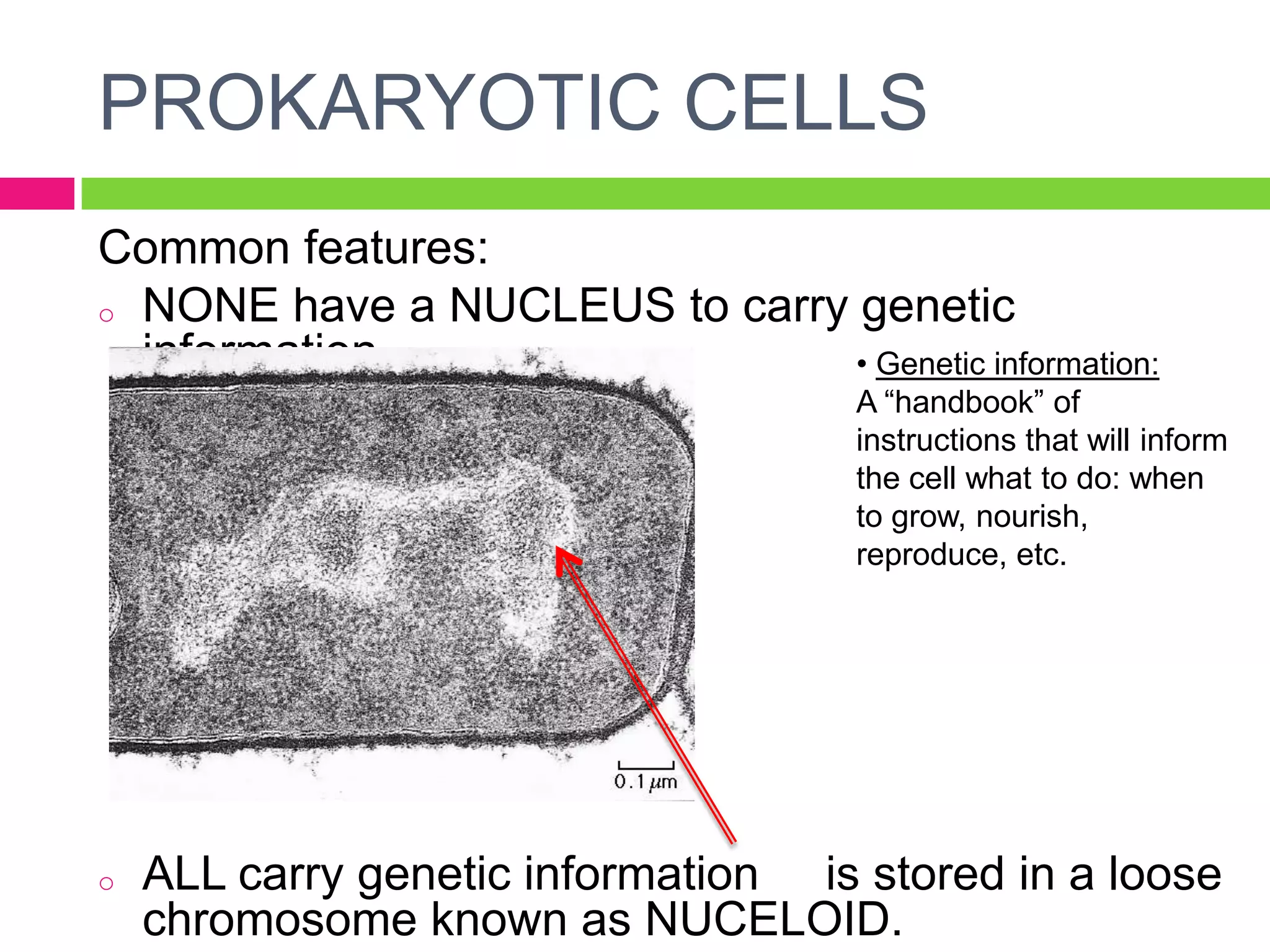 Prokaryotic cells structure | PPTX