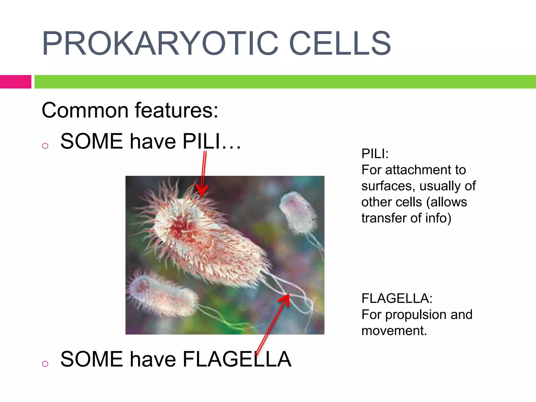 Prokaryotic cells structure | PPTX