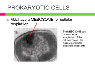 Prokaryotic cells structure | PPT