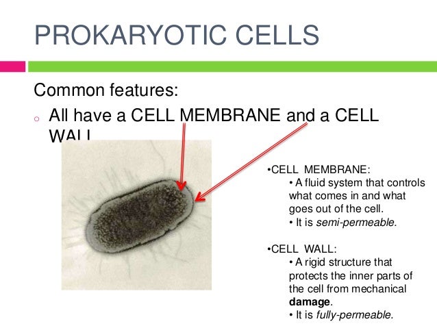 Prokaryotic Cell Structure A Visual Guide Biology For