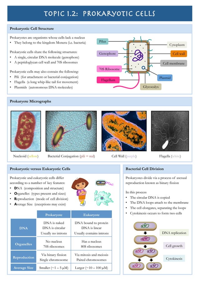 Prokaryotic cells | PDF | Biological Sciences | Science