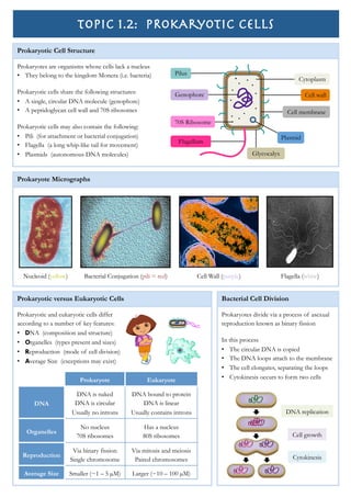 Prokaryotic And Eukaryotic Cells Worksheet