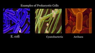 prokaryotic cells...........................pptx