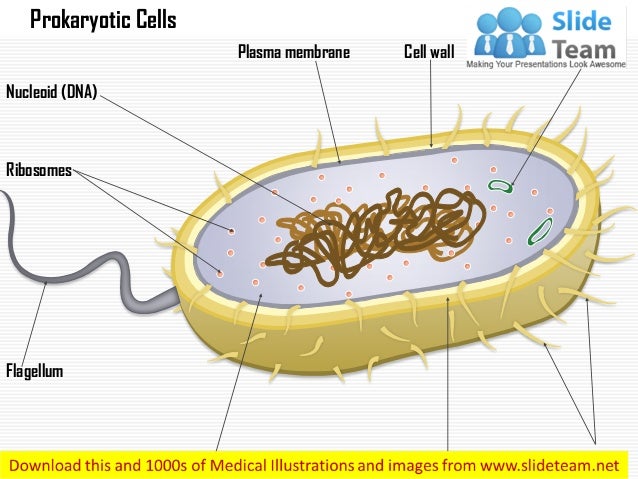Prokaryotic cells medical images for power point