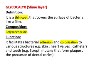 Prokaryotic cell structure.pptx