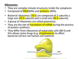Prokaryotic cell structure.pptx
