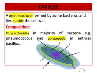 Prokaryotic cell structure.pptx