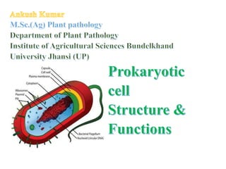 prokaryotic cell structure | PPT