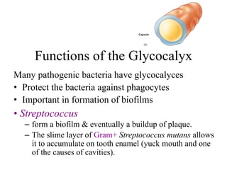 prokaryotic cell structure | PDF