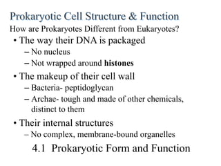 prokaryotic cell structure | PDF