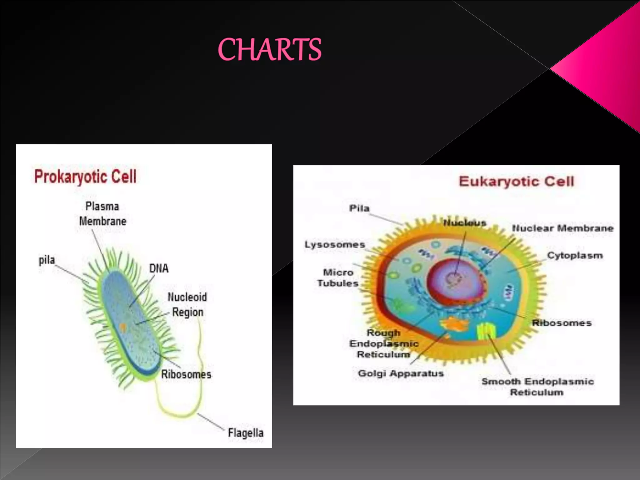 Prokaryotic cell vs eukaryotic cell | PPTX