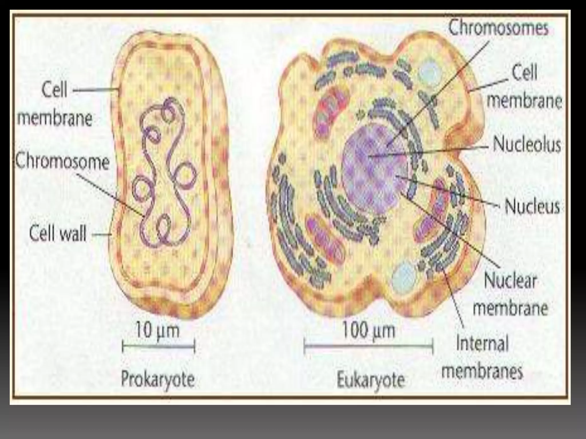 Prokaryotic cell vs eukaryotic cell | PPTX
