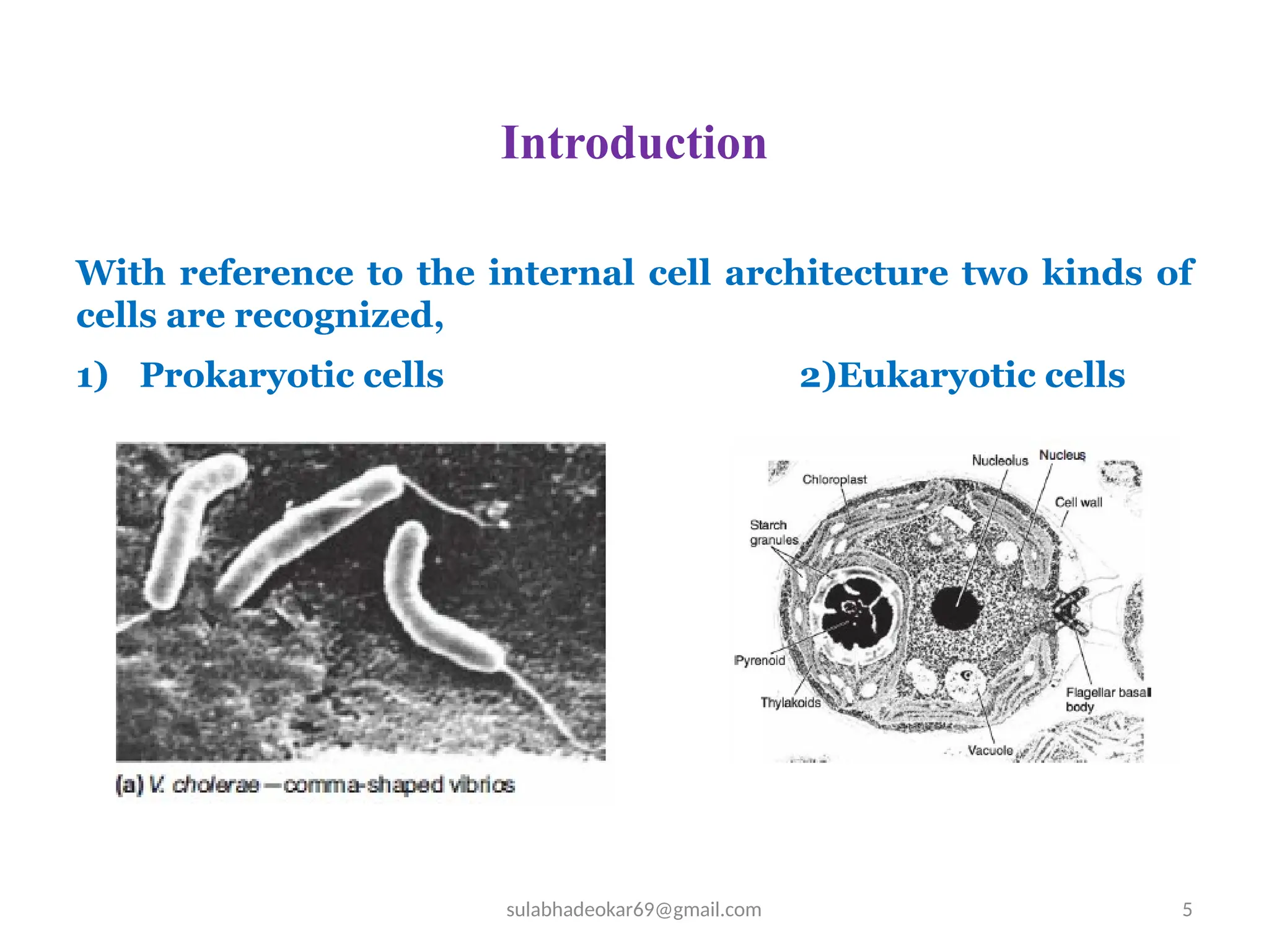 Prokaryotic cell Vs Eukaryotic cell Understanding the Differences.pptx