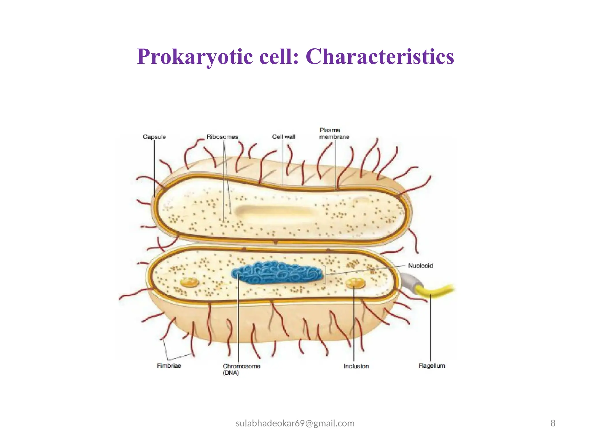 Prokaryotic cell Vs Eukaryotic cell Understanding the Differences.pptx