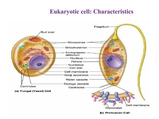 Prokaryotic cell Vs Eukaryotic cell Understanding the Differences.pptx