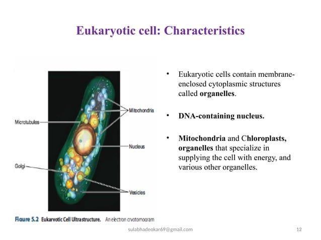 Prokaryotic cell Vs Eukaryotic cell Understanding the Differences.pptx