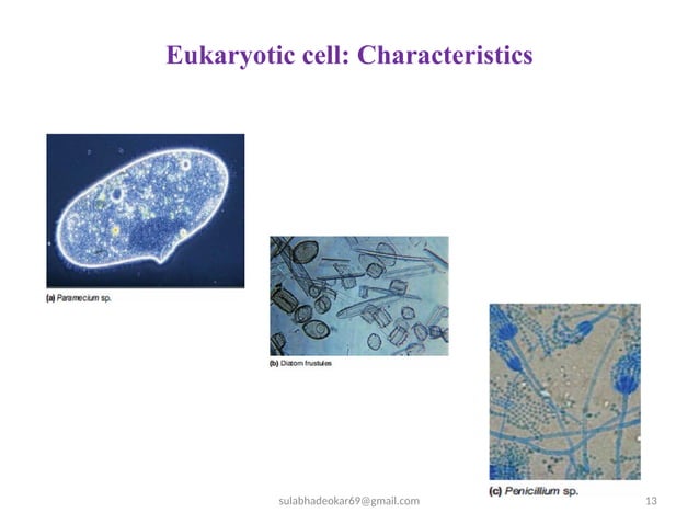 Prokaryotic cell Vs Eukaryotic cell Understanding the Differences.pptx