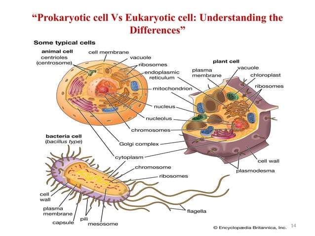 Prokaryotic cell Vs Eukaryotic cell Understanding the Differences.pptx
