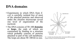 Prokaryotic chromosome structure and organization | PPTX