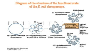 Prokaryotic chromosome structure and organization | PPTX