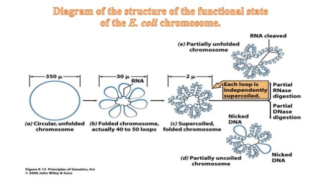 Prokaryotic chromosome structure and organization