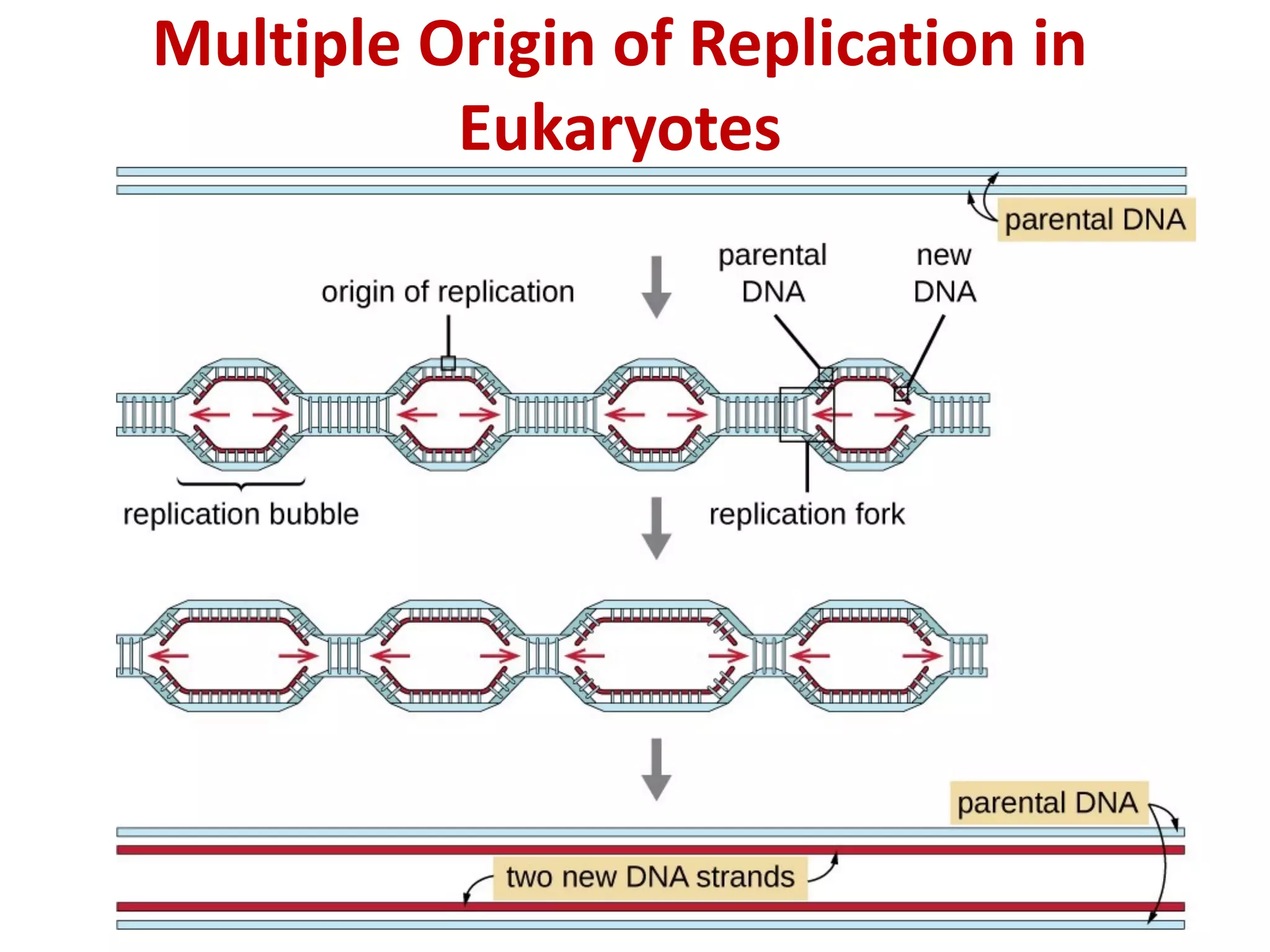 PROKARYOTIC DNA REPLICATION | PPT