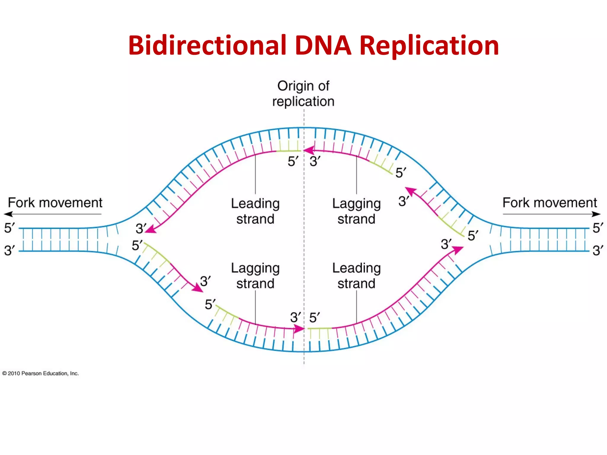 PROKARYOTIC DNA REPLICATION | PPT