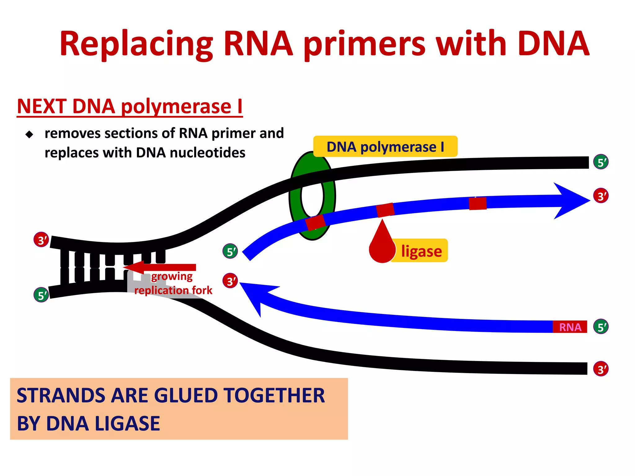PROKARYOTIC DNA REPLICATION | PPT