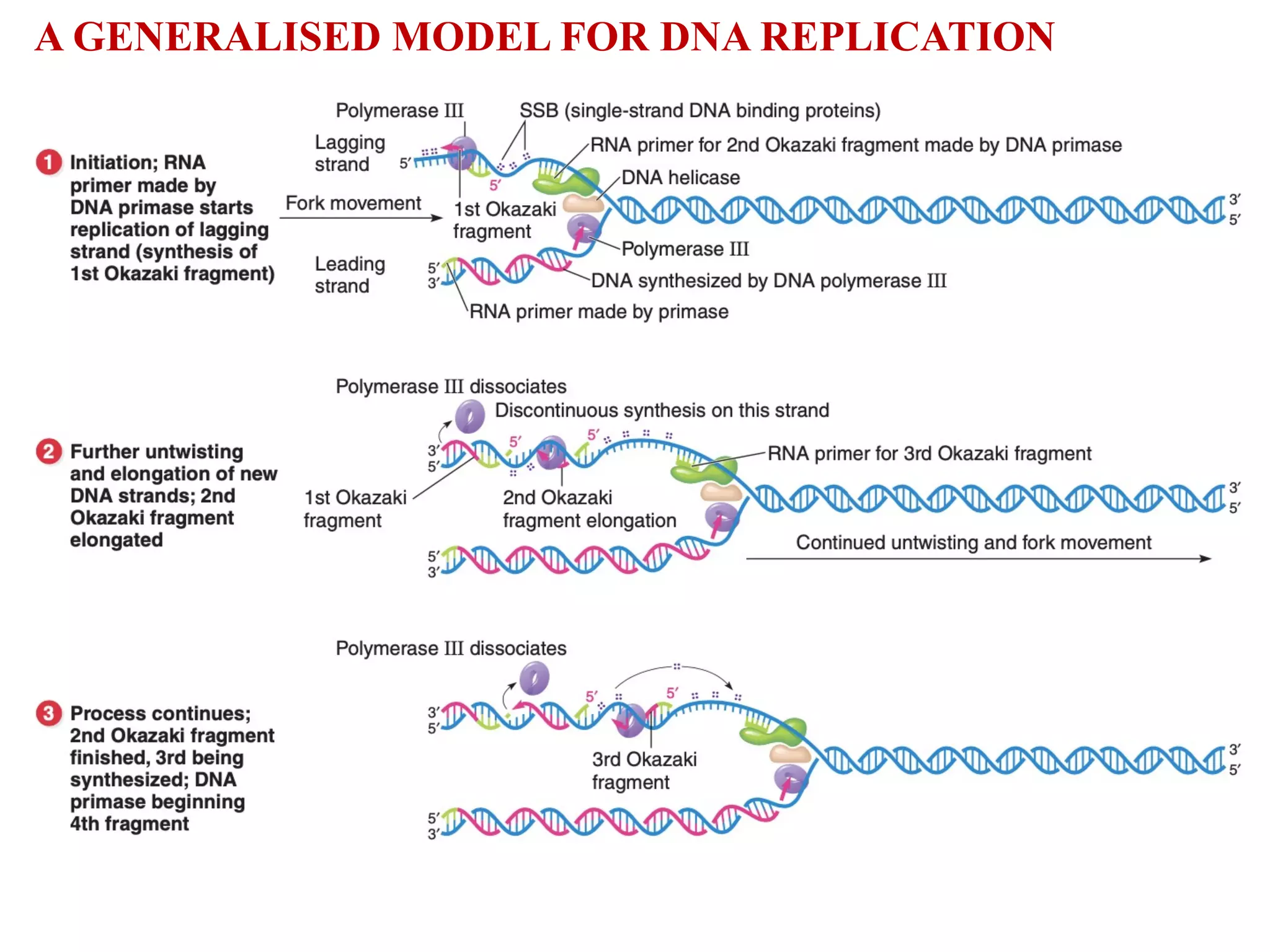 PROKARYOTIC DNA REPLICATION | PPT
