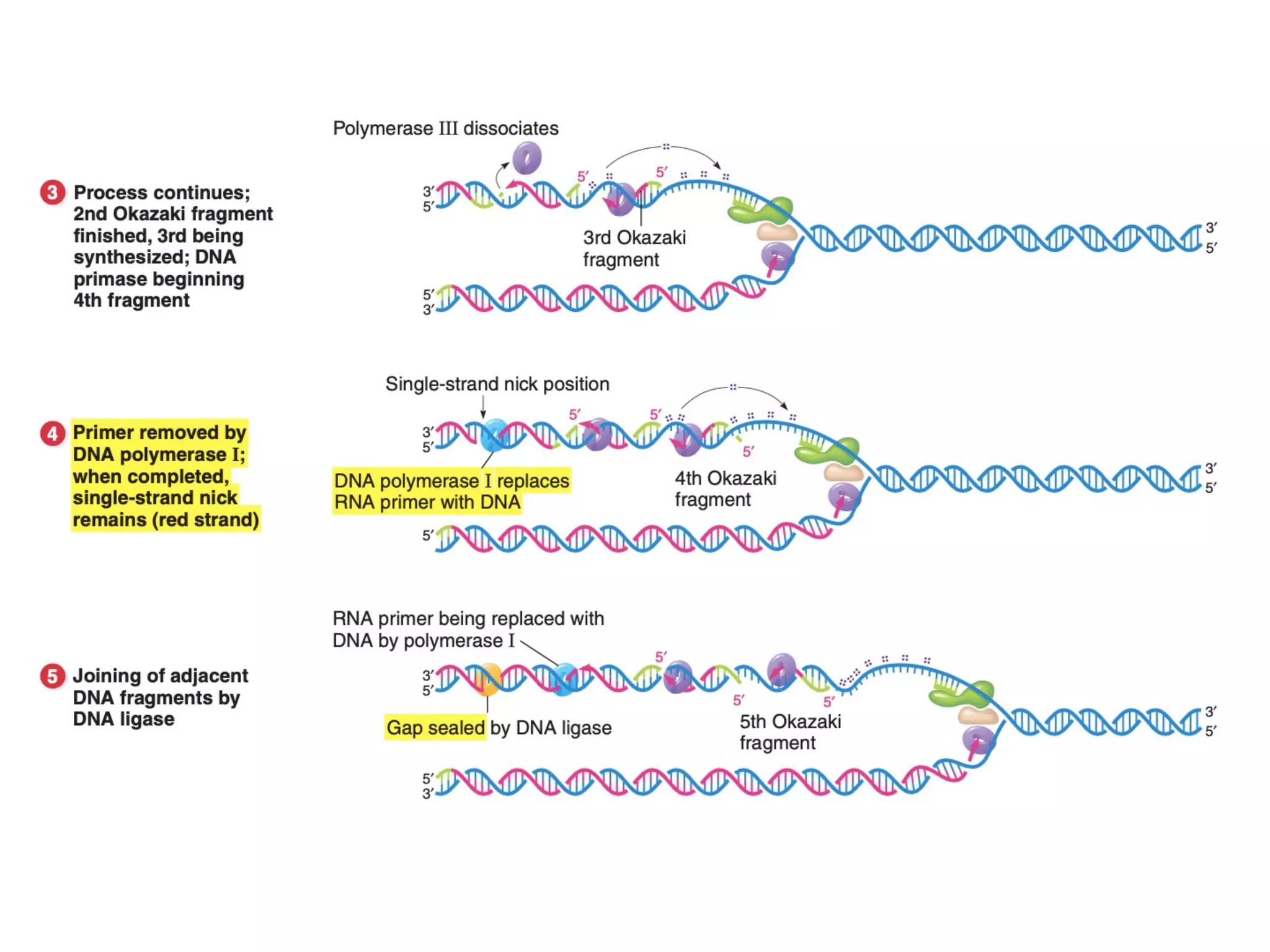 PROKARYOTIC DNA REPLICATION | PPT