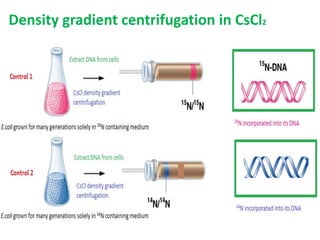 PROKARYOTIC DNA REPLICATION | PPT
