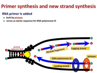 Prokaryotic Dna Replication Lagging Strand