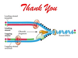 Prokaryotic Dna Replication Lagging Strand